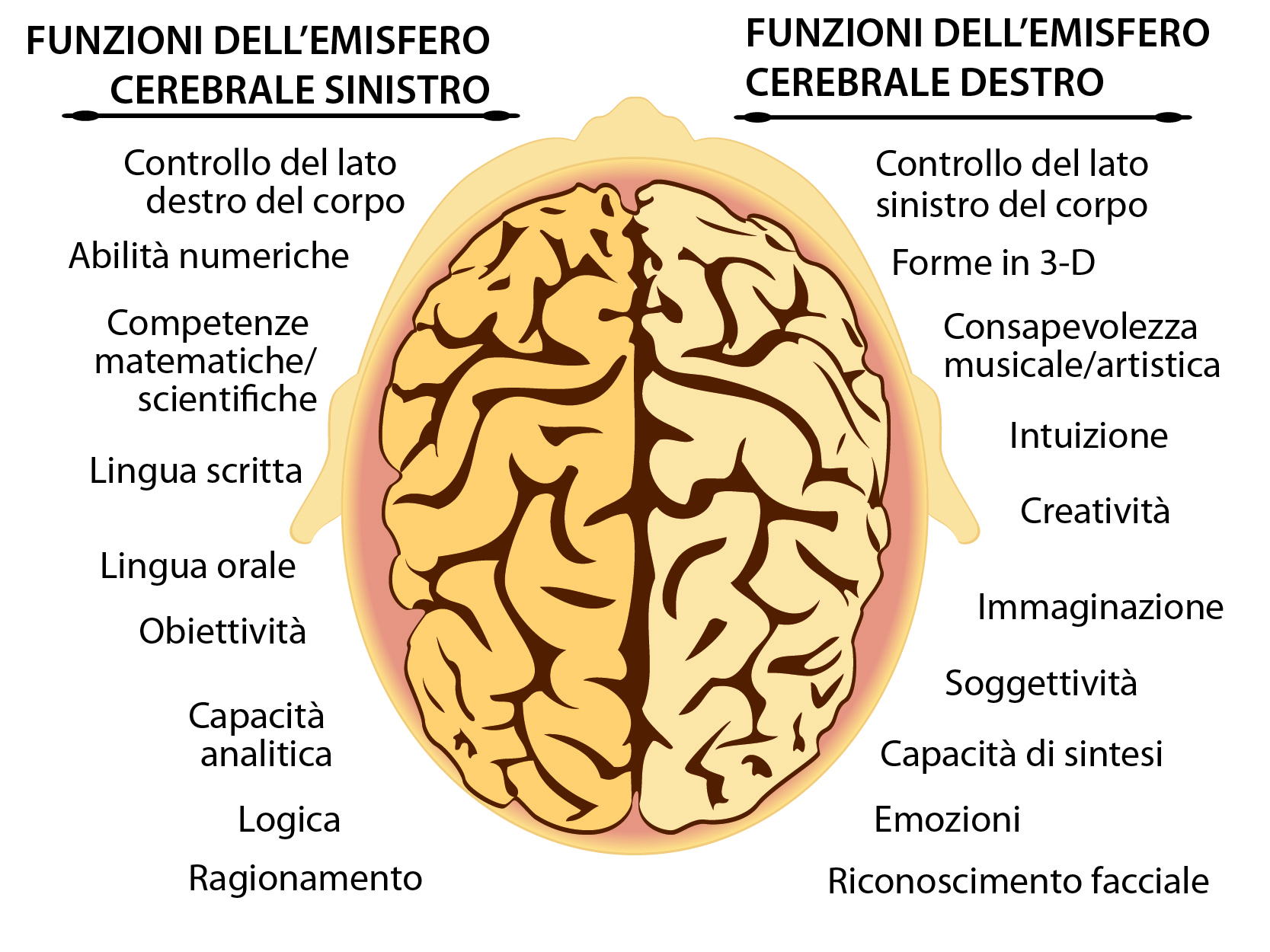 Lesione cerebrale - Christopher & Dana Reeve Foundation